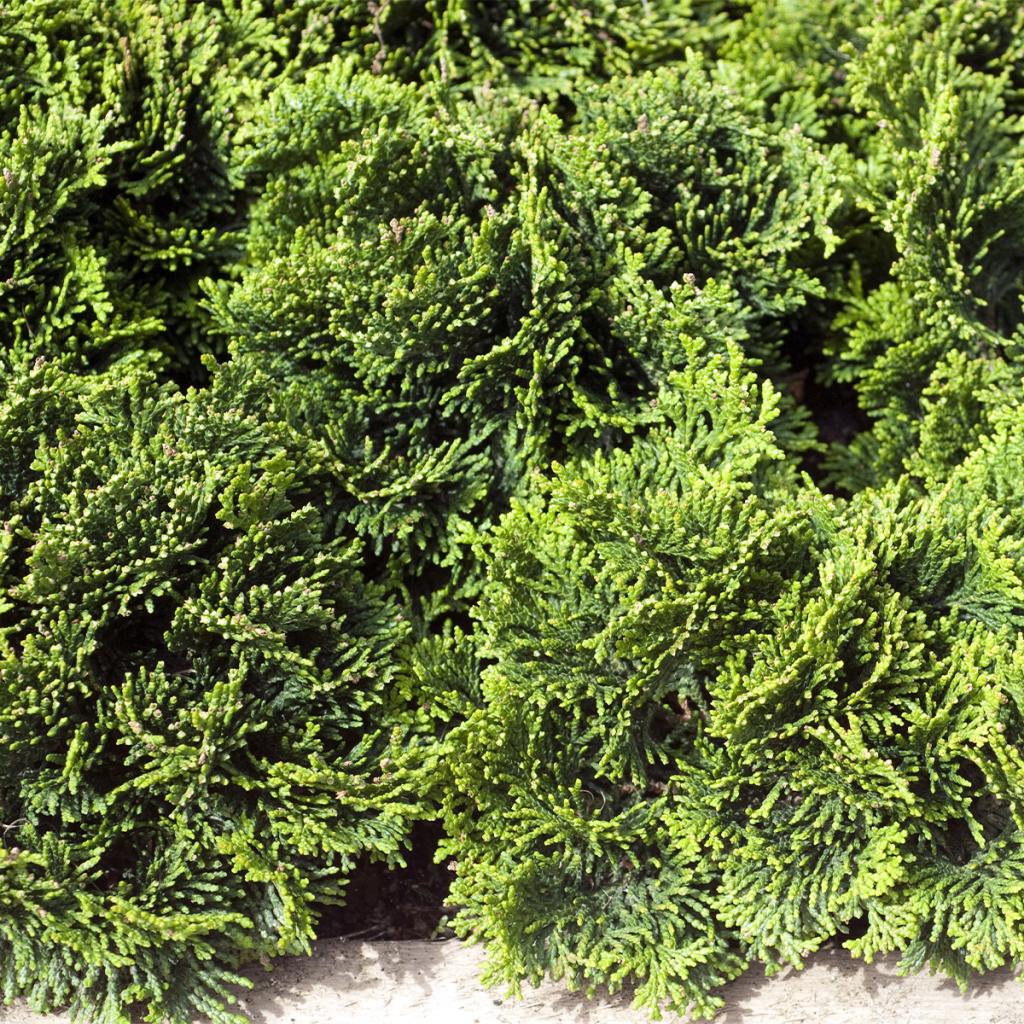 Chamaecyparis obtusa Contorta - Cyprès hinoki du Japon nain, tortueux