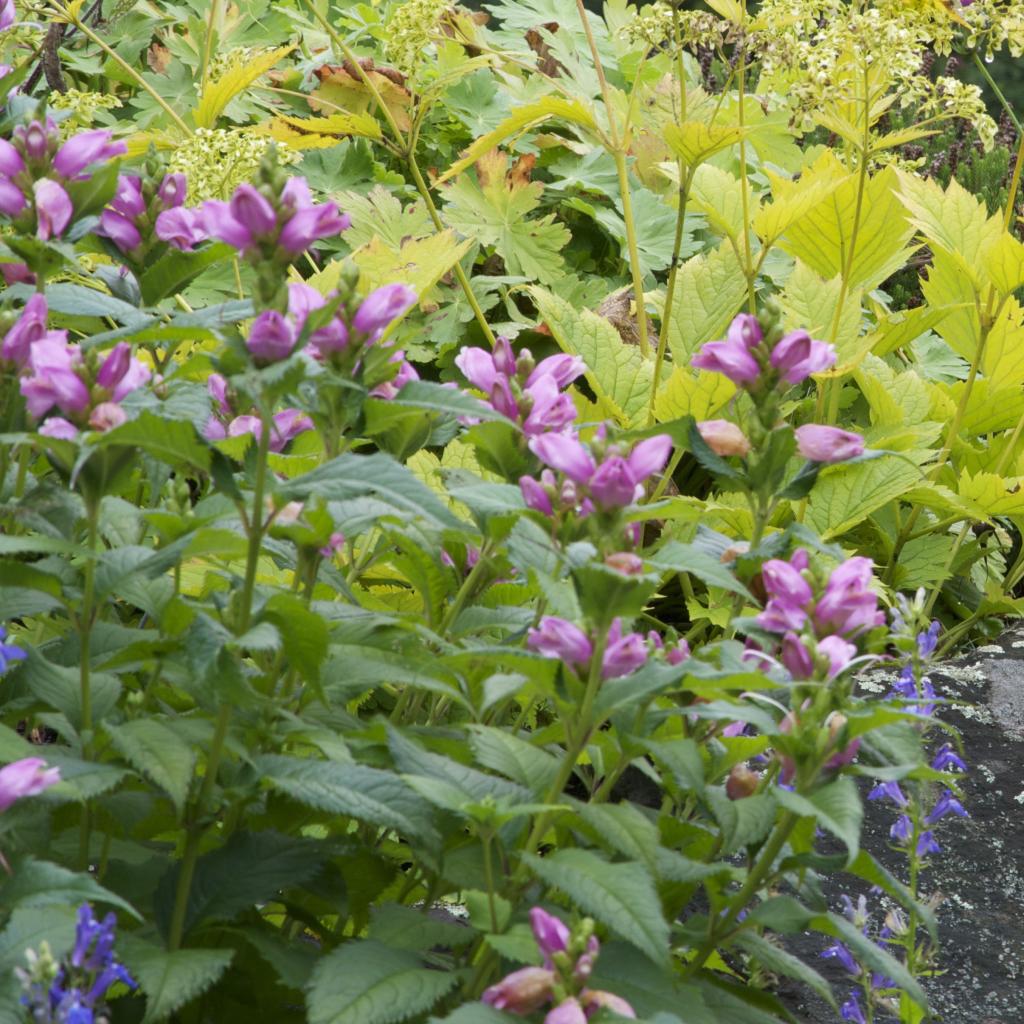 Chelone lyonii Hot Lips - Galane vivace à longue floraison rose pourpre