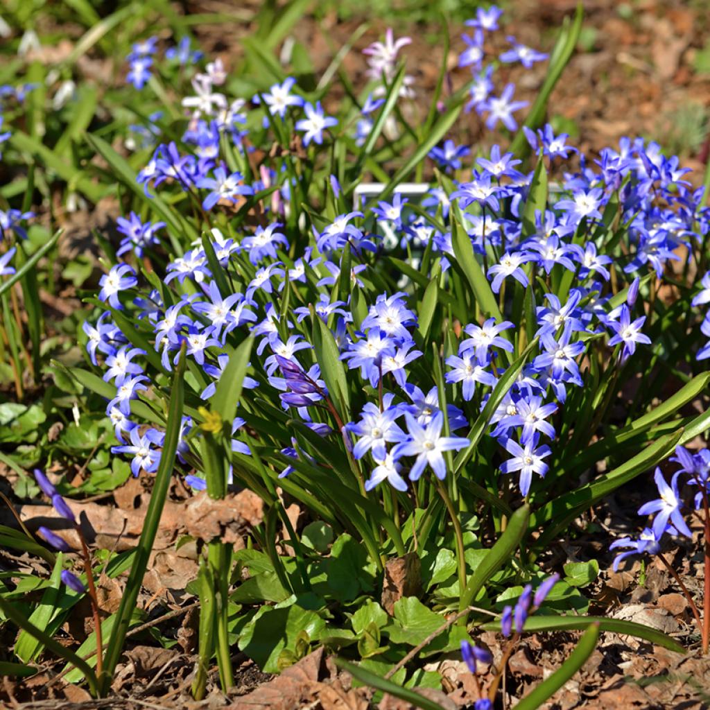 Chionodoxa forbesii - Gloire des Neiges - Bulbe précoce à fleurs bleu clair