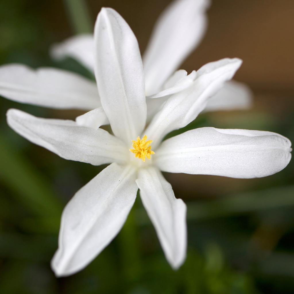 Chionodoxa luciliae Alba - Gloire des Neiges précoce à fleurs blanc pur