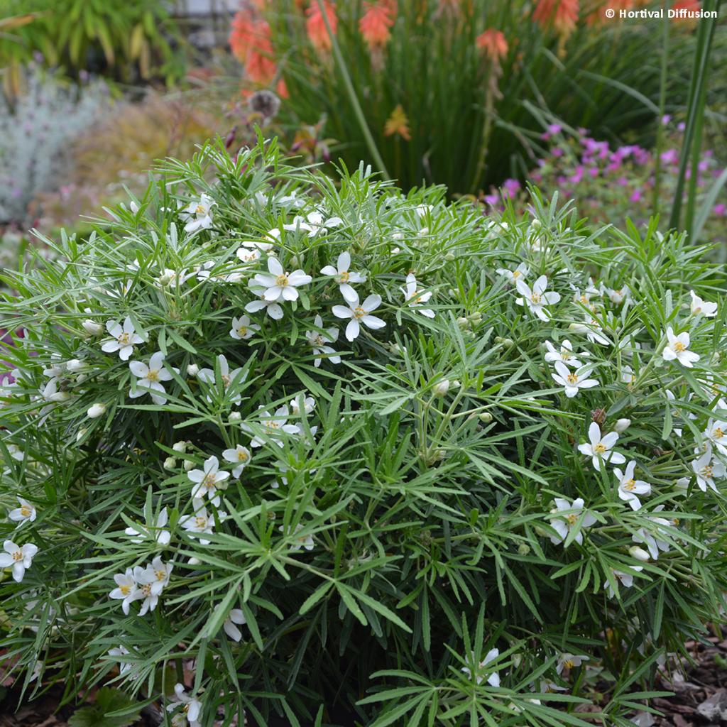 Choisya x dewitteana Little Bee - Oranger du Mexique nain