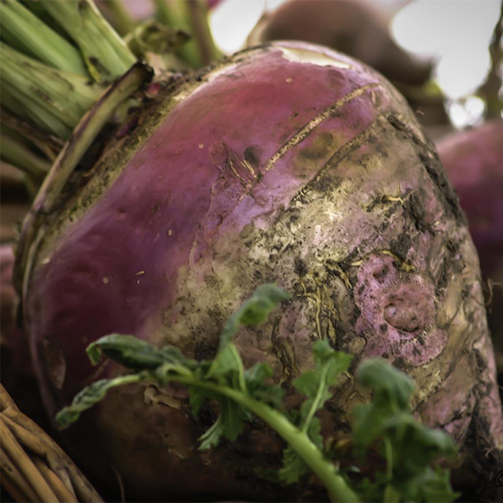 Navet Rutabaga Champion - Chou-navet, de Siam, Suédois