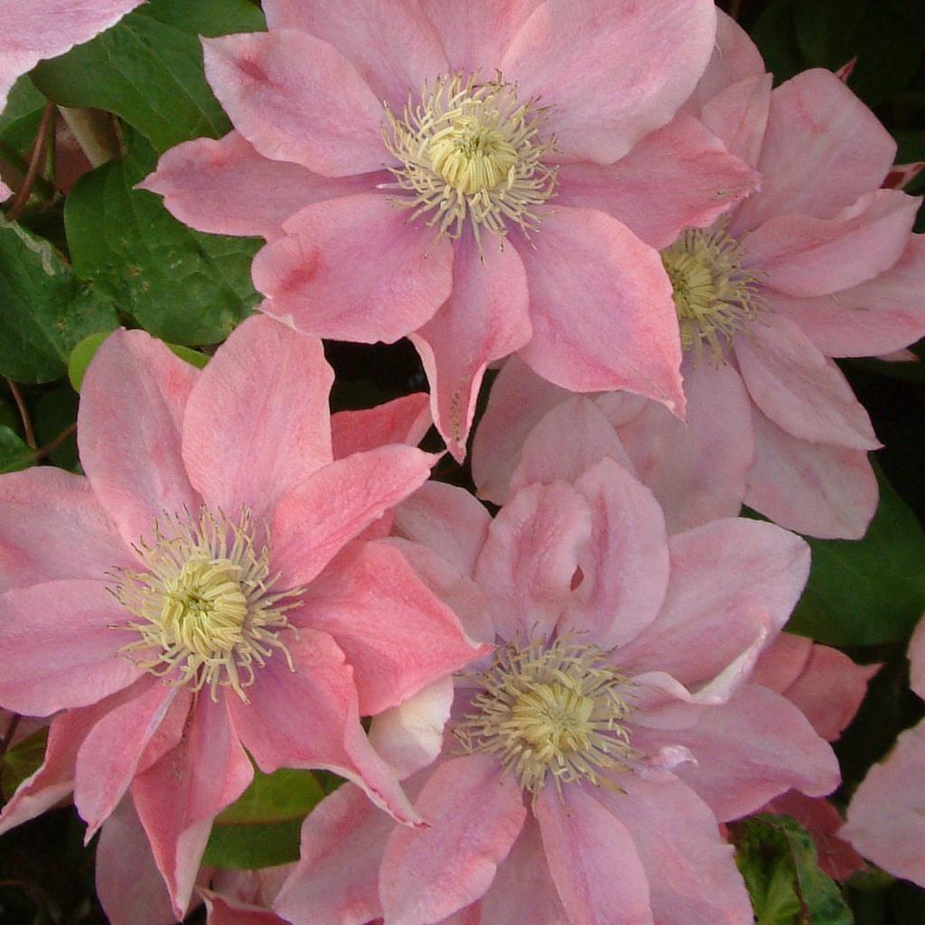 Clématite Little Mermaid ou Petite sirène - Clematis à fleurs rondes ...