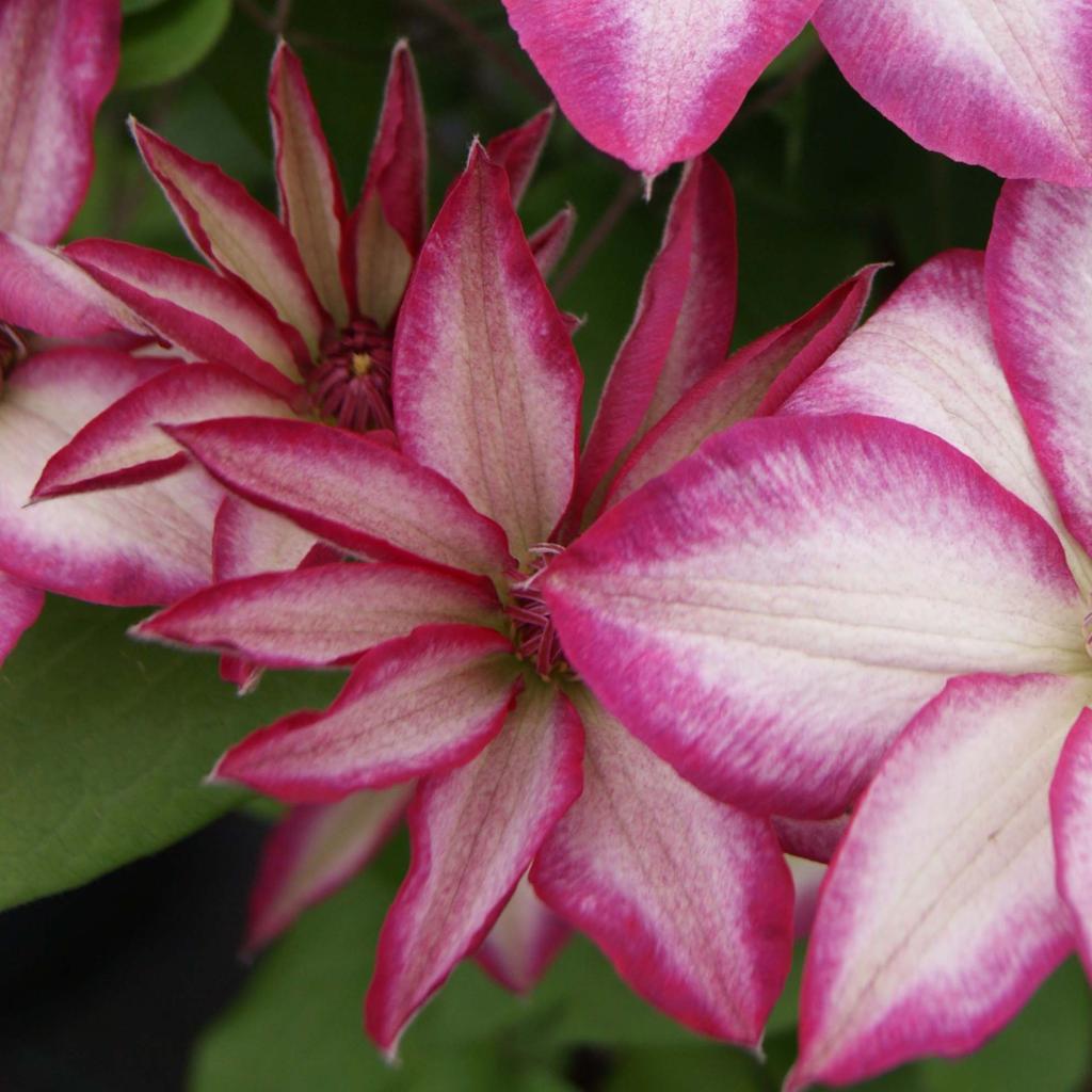 Clématite Picotee - Clematis patens à grandes fleurs étoilées bicolores