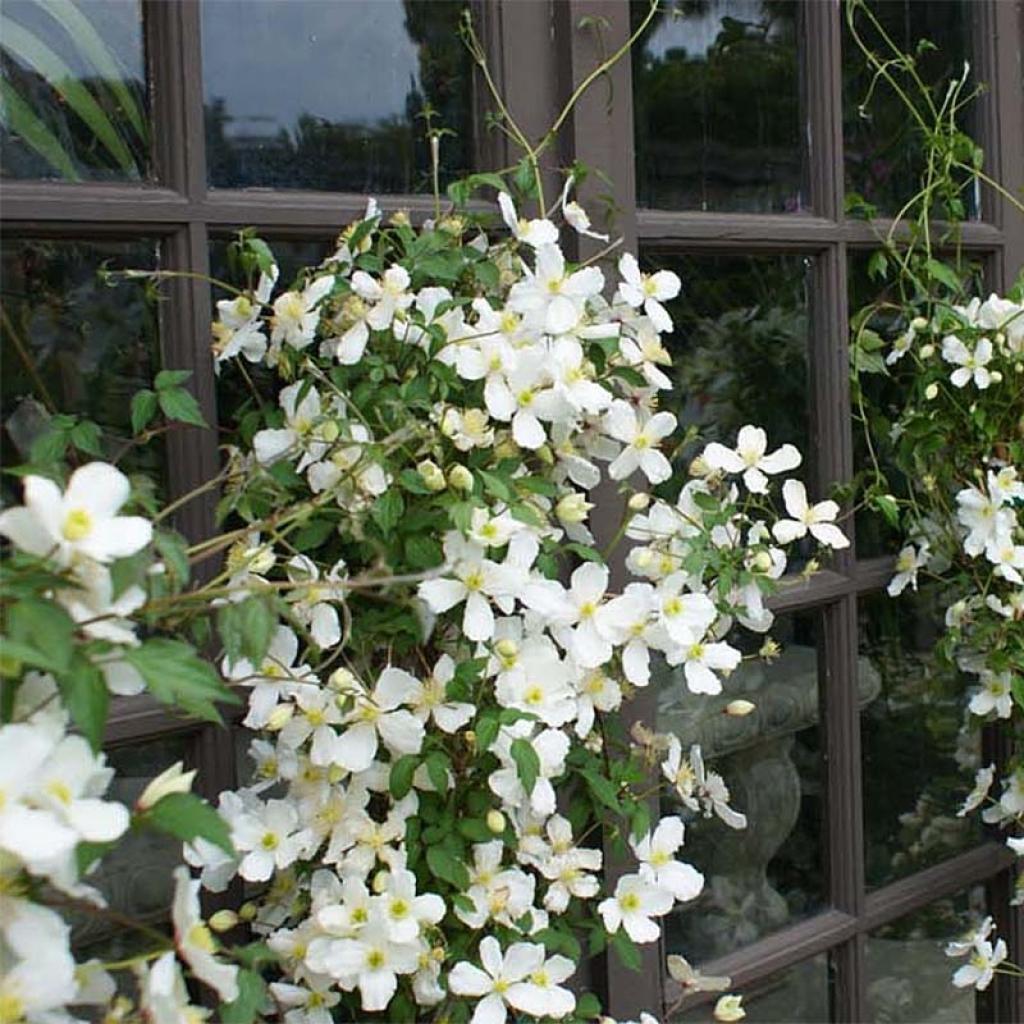 Clematis chrysocoma var. sericea - Clematis montana Spooneri ...
