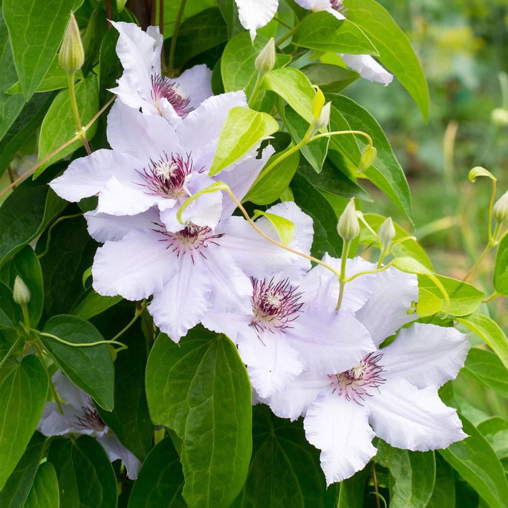 Clématite Snow Queen - une grimpante aux superbes fleurs blanc pur