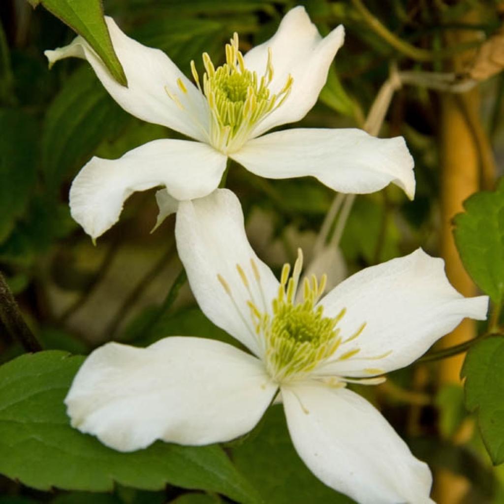 Clématite Wilsonii - Clematis montana à petites fleurs parfumées