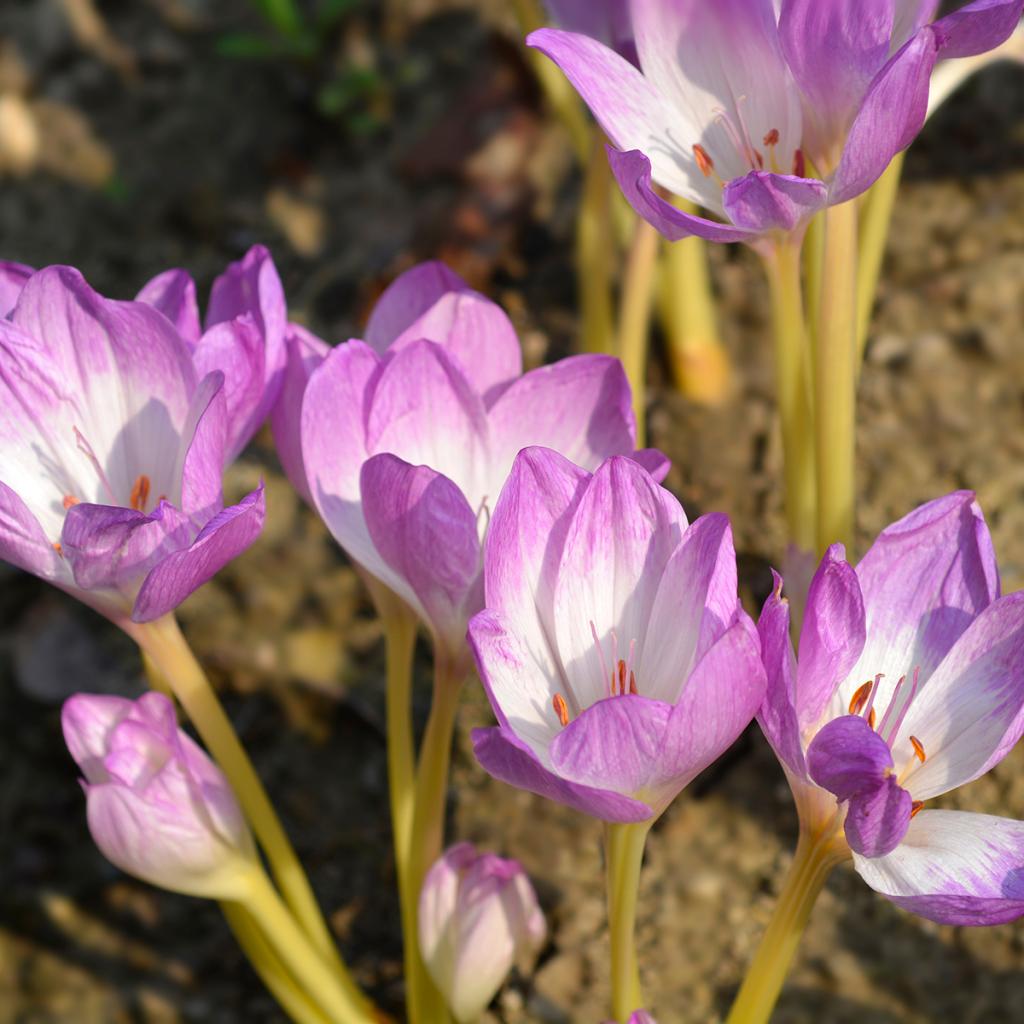 Colchique d'automne The Giant - Colchicum autumnale à grandes fleurs mauves