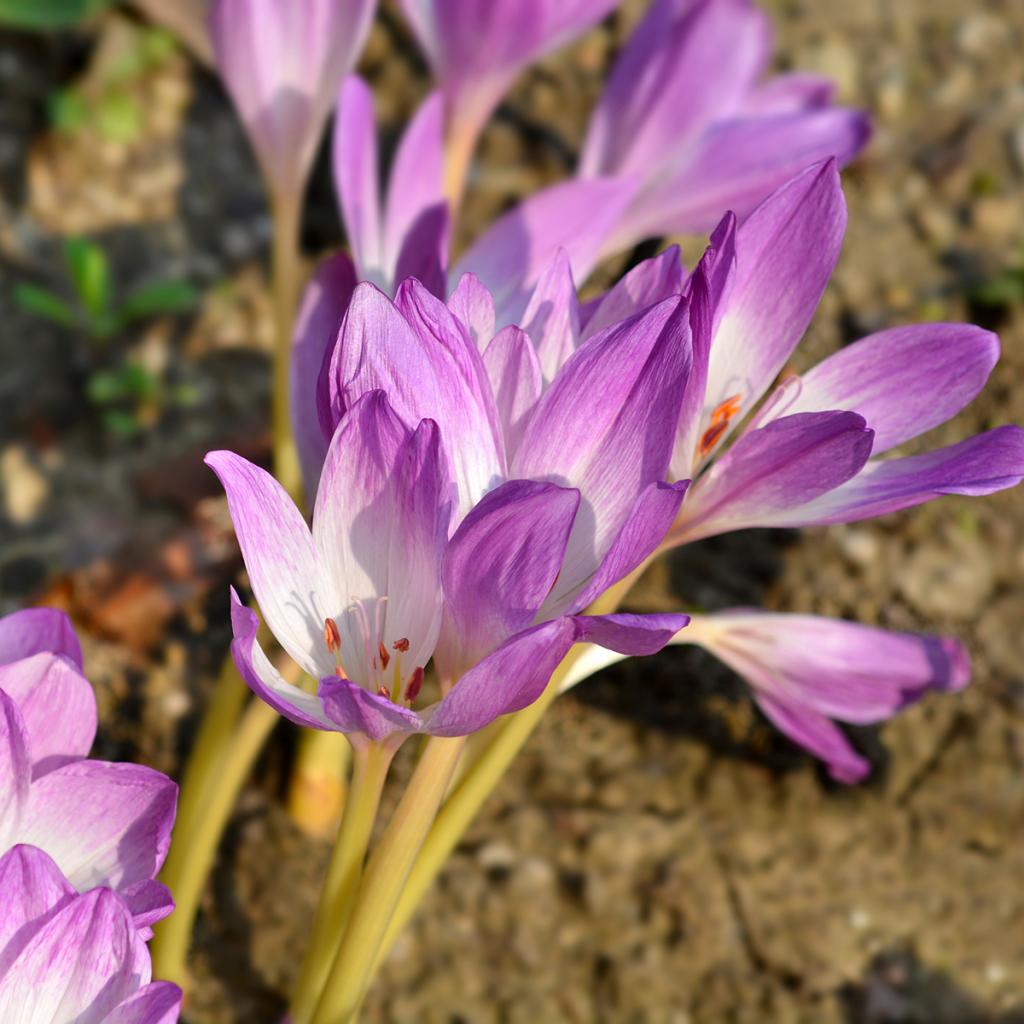 Colchique d'automne The Giant - Colchicum autumnale à grandes fleurs mauves