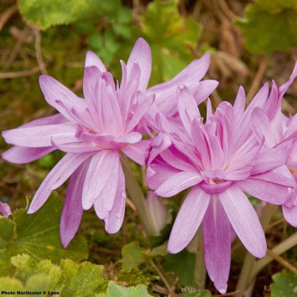 Colchique d'automne Waterlily - De grandes fleurs de nénuphar rose