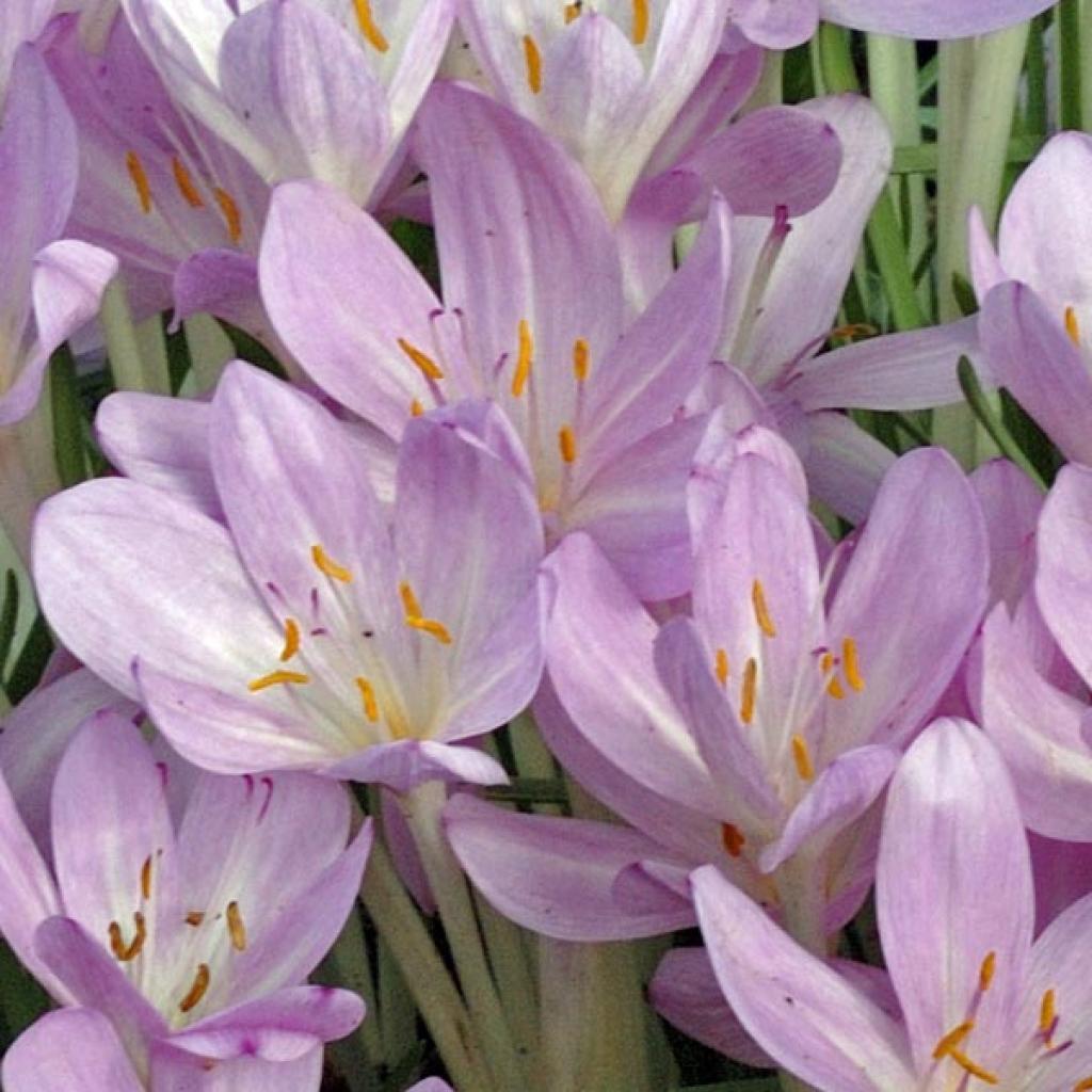 Colchique d'automne The Giant - Colchicum autumnale à grandes fleurs mauves