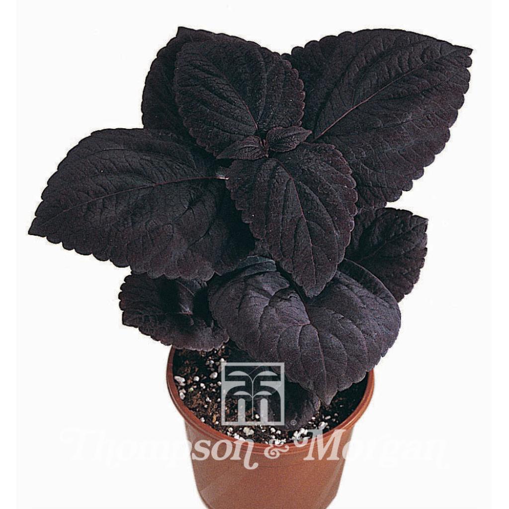 Graines de Coléus Palisandra - Solenostemon scutellaroides Palisandra