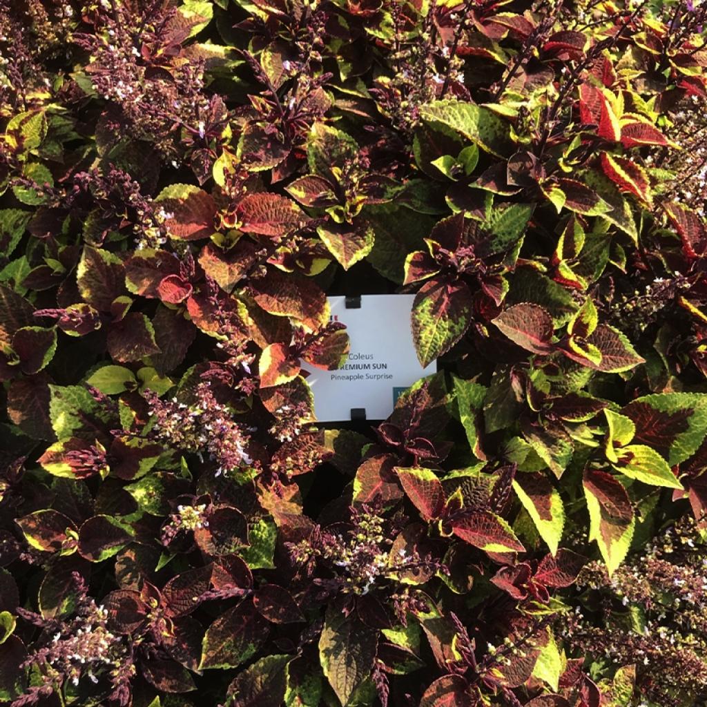 Coleus Pineapple Surprise - Solenostemon aux feuilles tricolores ...