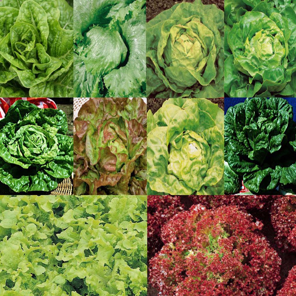 Laitues en collection - Graines de 10 variétés à cultiver toute l'année