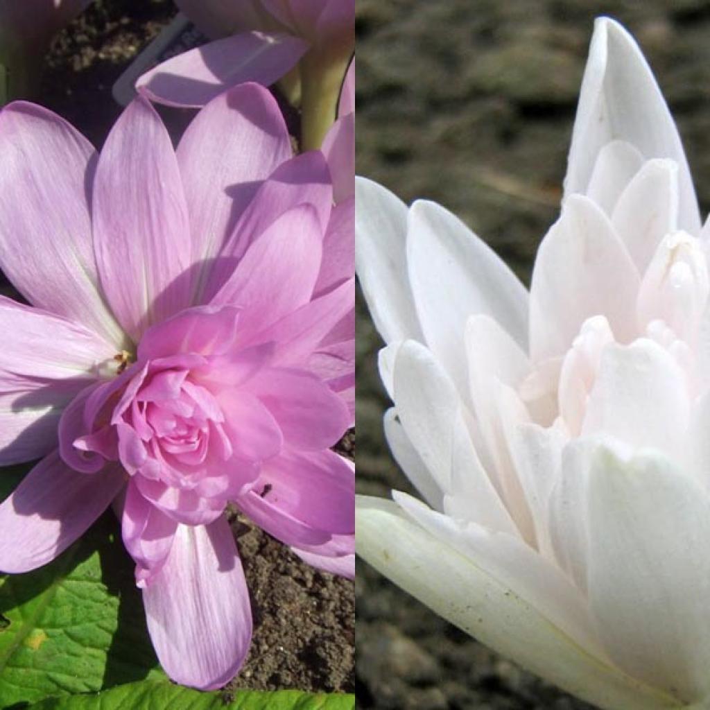 Collection Colchiques Nénuphars : 2 superbes variétés à fleurs doubles.