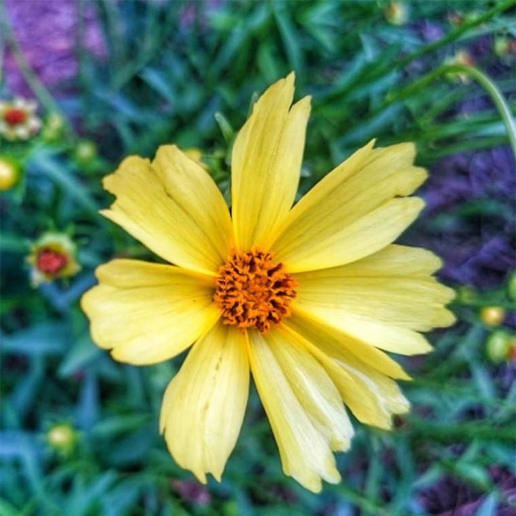 Coreopsis Citrine - Vivace compacte et robuste aux fleurs jaune vif