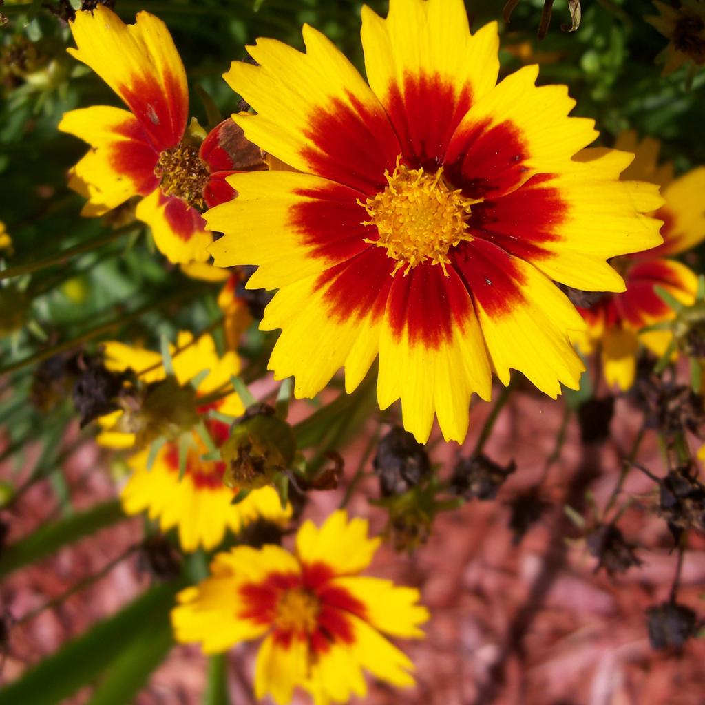 Coreopsis Uptick Gold & Bronze – Coréopsis compact à larges fleurs ...