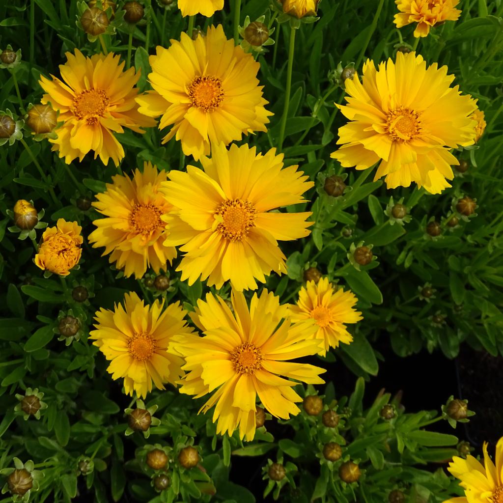 Coreopsis grandiflora Sunray – Coréopsis à grandes marguerites doubles ...