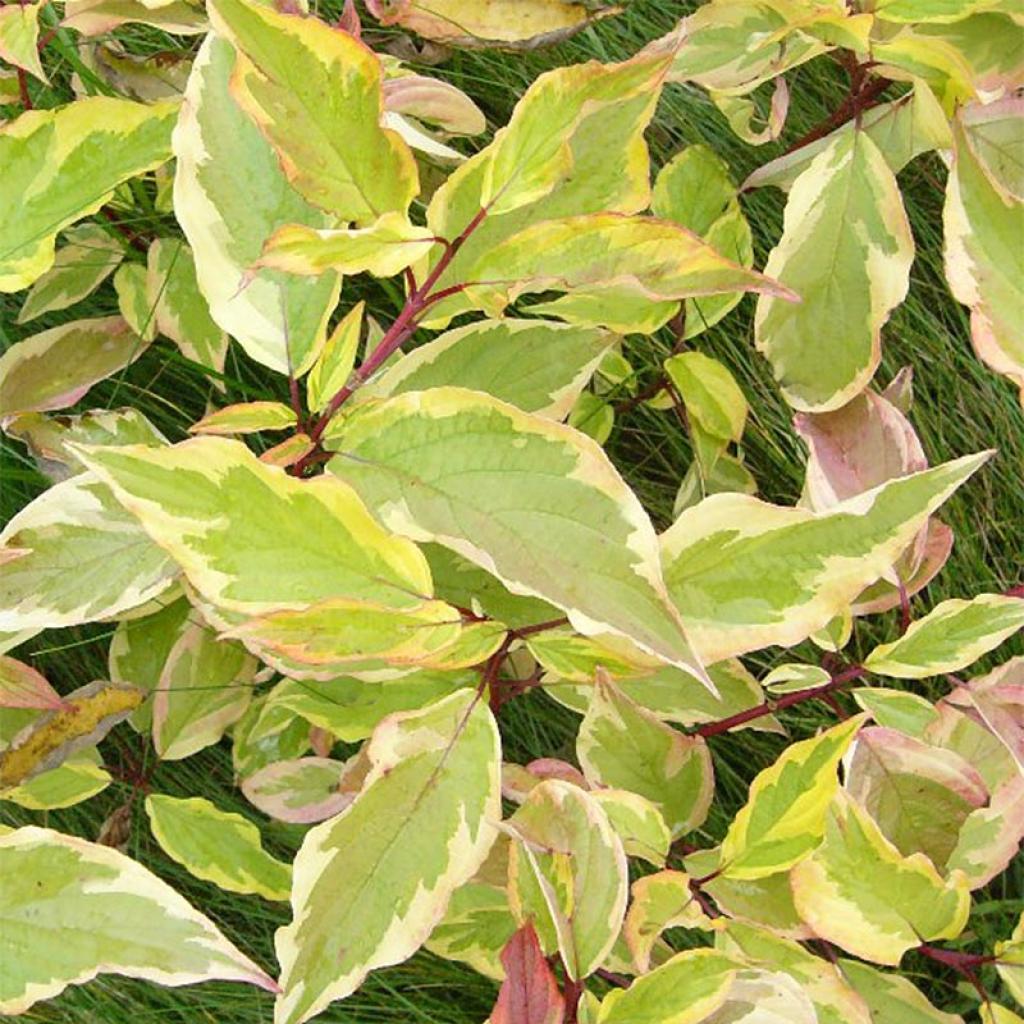 Cornouiller blanc Gouchaultii - Cornus alba panaché d'or et de rose