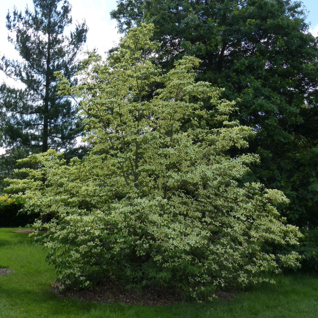 Cornus capitata - Cornouiller de l'Himalaya à feuillage persistant