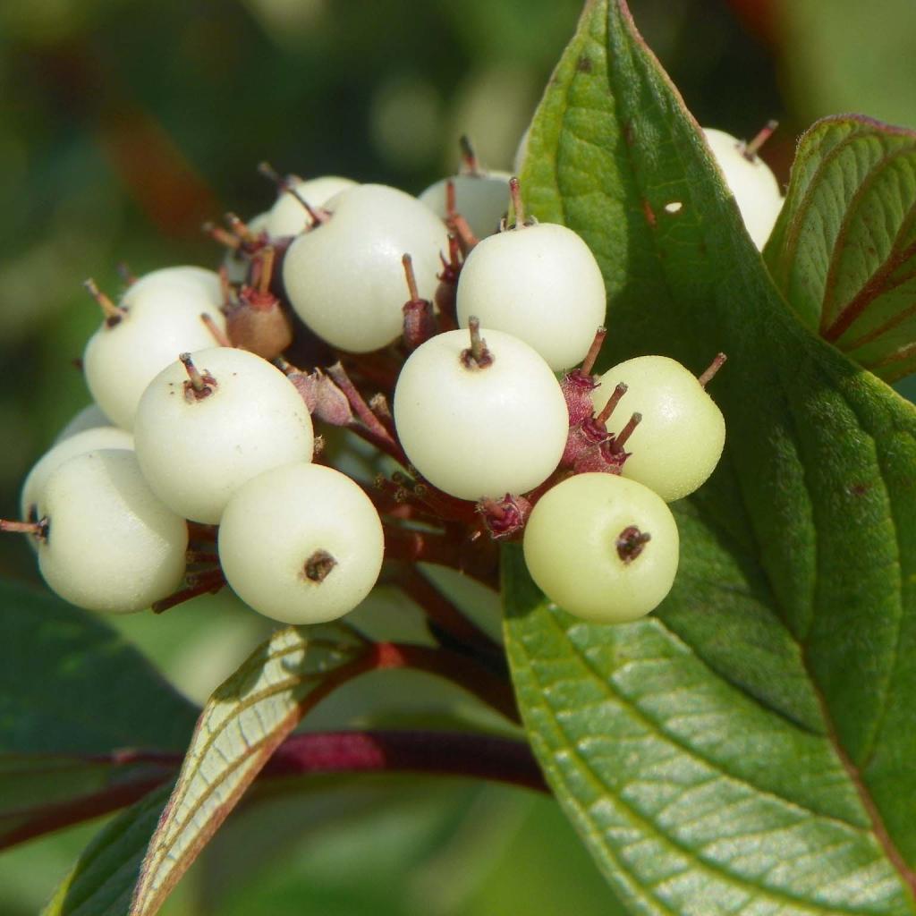 Cornus sericea Baileyi - Cornouiller stolonifère à bois rouge vif en hiver