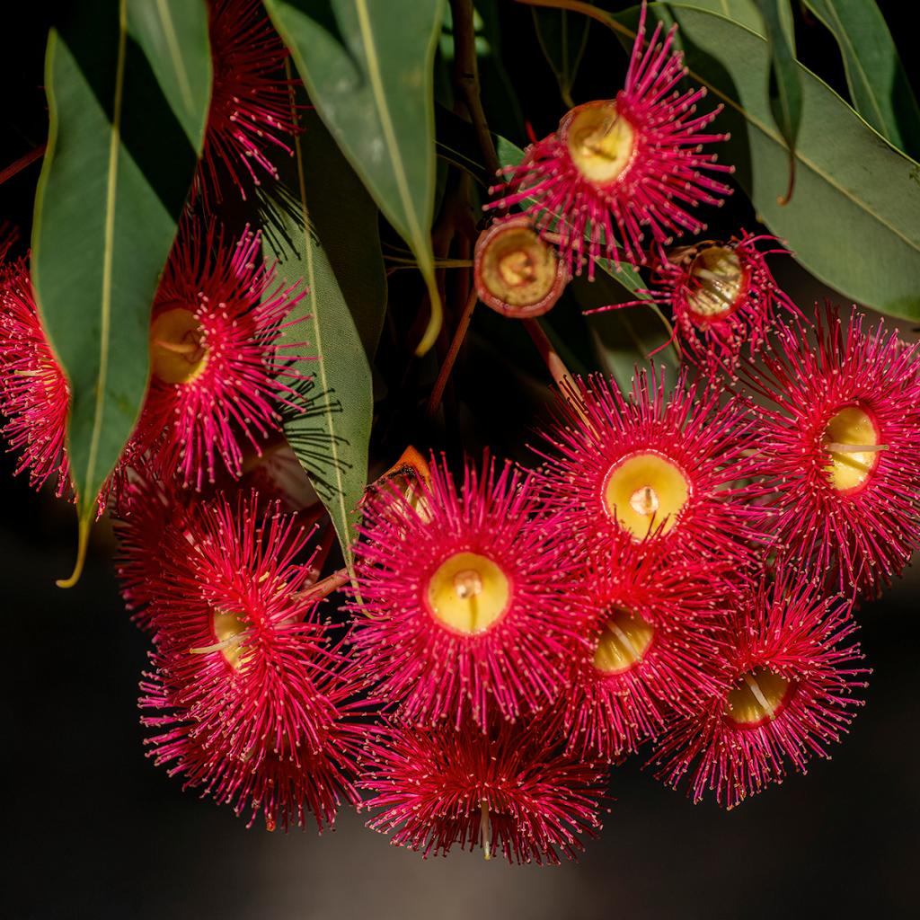 Corymbia ficifolia - Eucalyptus ou gommier rouge - Arbre à floraison ...