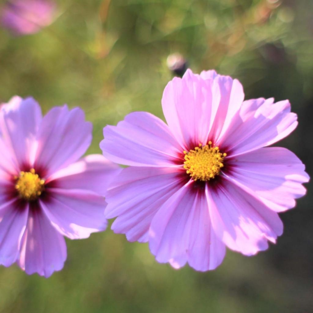 Le Cosmos Géant Sensation Radiance - Cosmos bipinnatus - Grandes fleurs ...