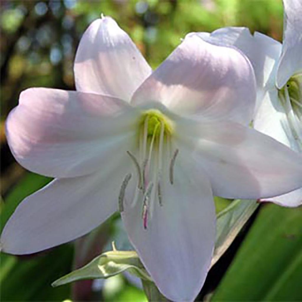 Crinum moorei - Lis du Natal - Crinole de Moore - Bulbeuse produisant ...
