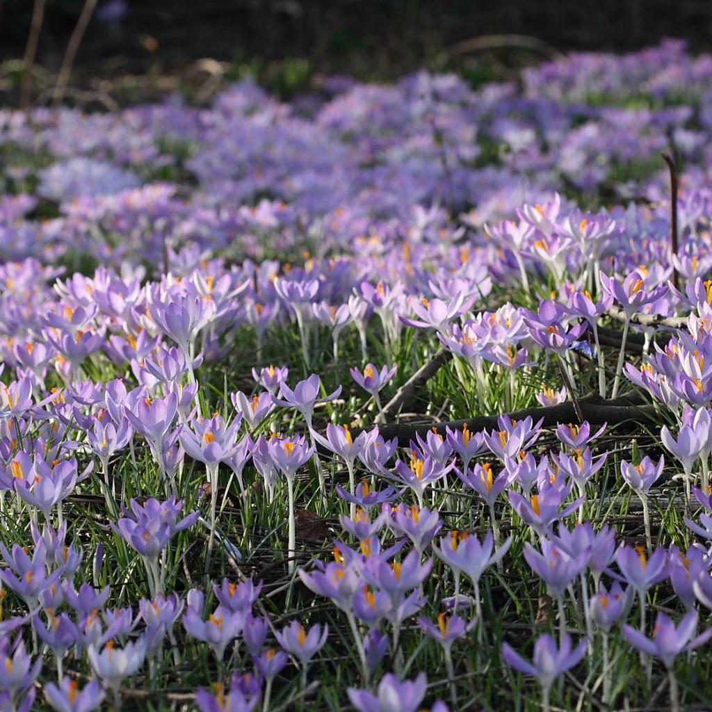 Crocus tommasinianus - Variété botanique - Bulbes