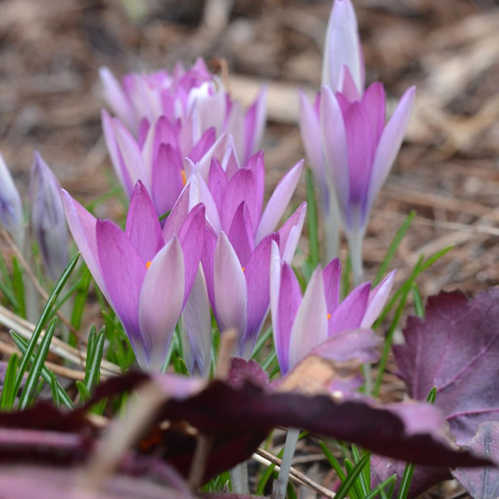 Crocus tommasinianus Roseus - Bulbe botanique à fleurs précoces, roses