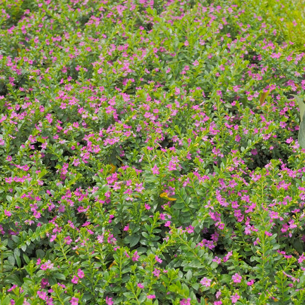 Cuphea hyssopifolia Purple - Fausse bruyère ou Etoile du Mexique ...