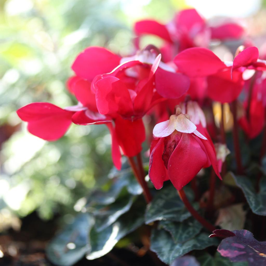 Mini Cyclamen Djix Red Wine - Fleurs renversées bicolores rouge foncé ...