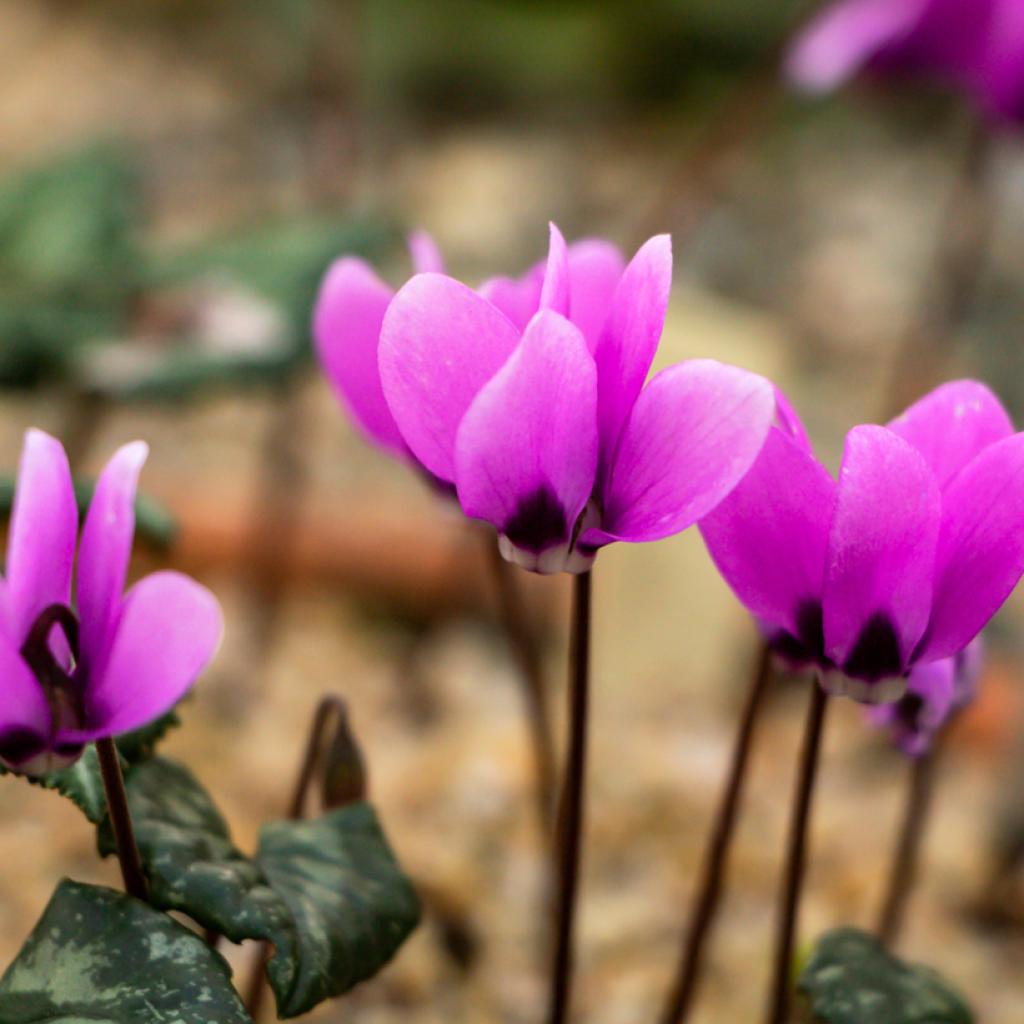 Cyclamen Coum rose - De charmantes fleurs roses en hiver