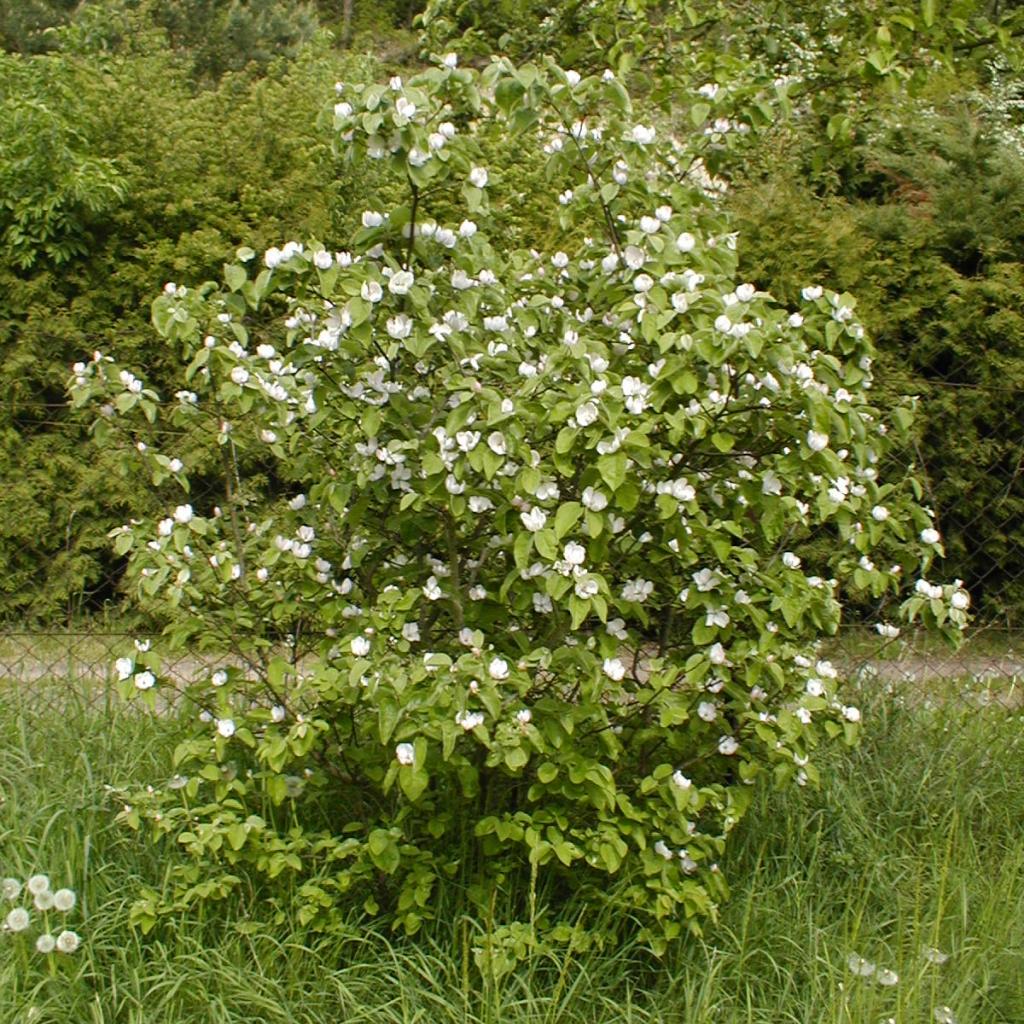 Cognassier Vranja - Cydonia oblonga – Arbre à coings de gros calibre