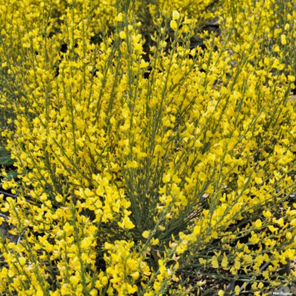 Cytisus praecox Allgold - Genêt précoce à floraison hâtive jaune d'or