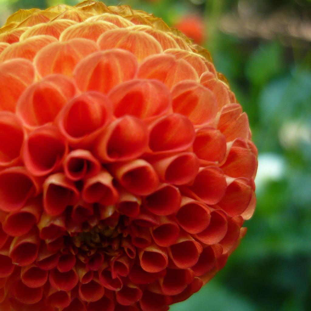 Dahlia Bantling - Dahlia pompon - des fleurs exquises, en forme de ...