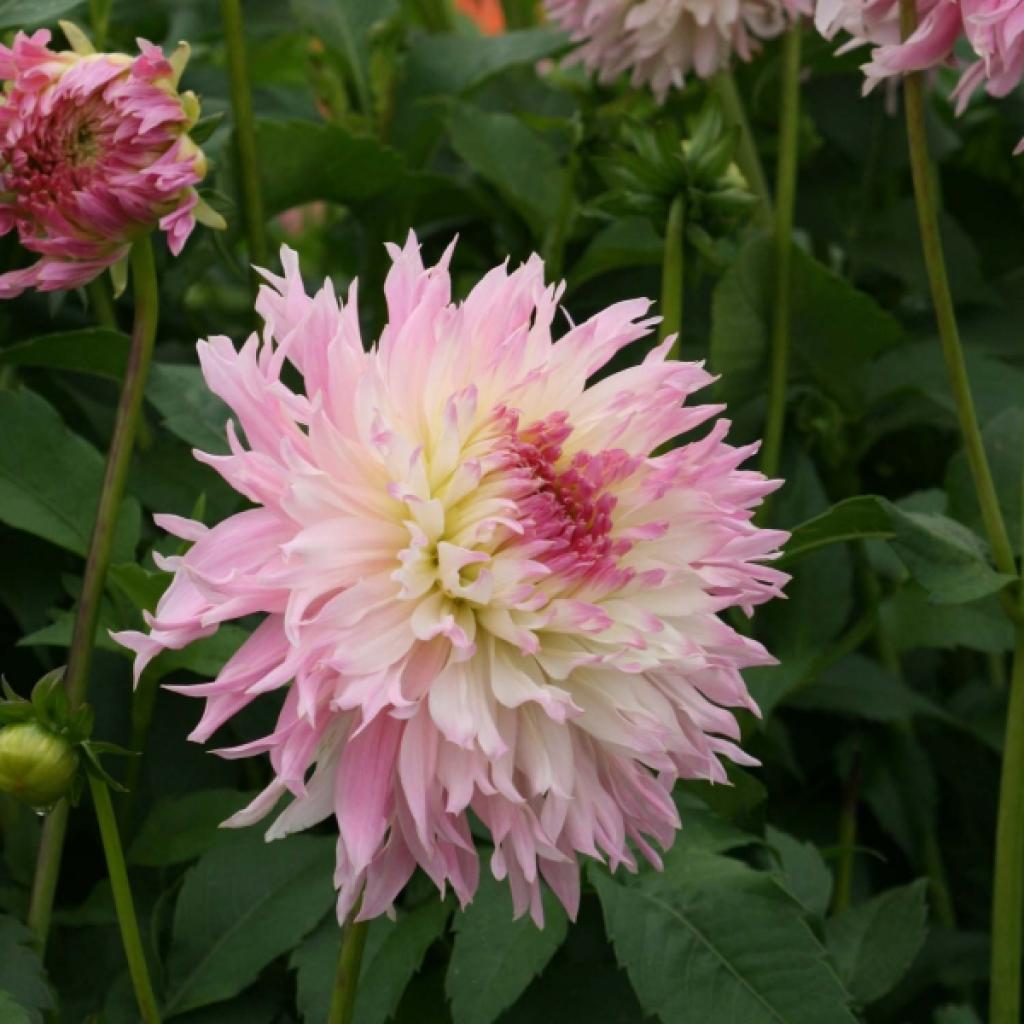 Dahlia Nadia Ruth - Dahlia cactus dentelés aux grandes fleurs rose pastel.