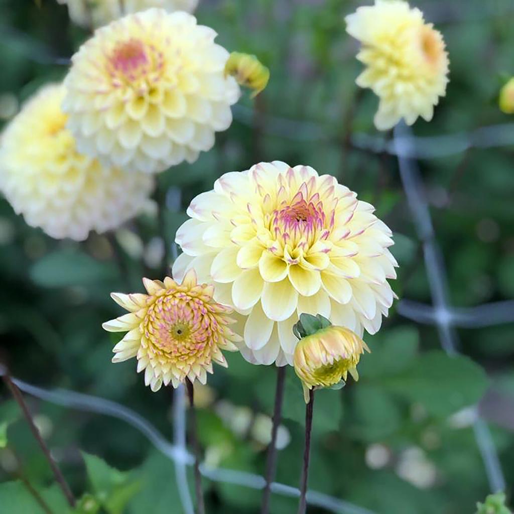 Dahlia balle Isa s Favorite - Variété aux fleurs rondes jaunes pointées ...