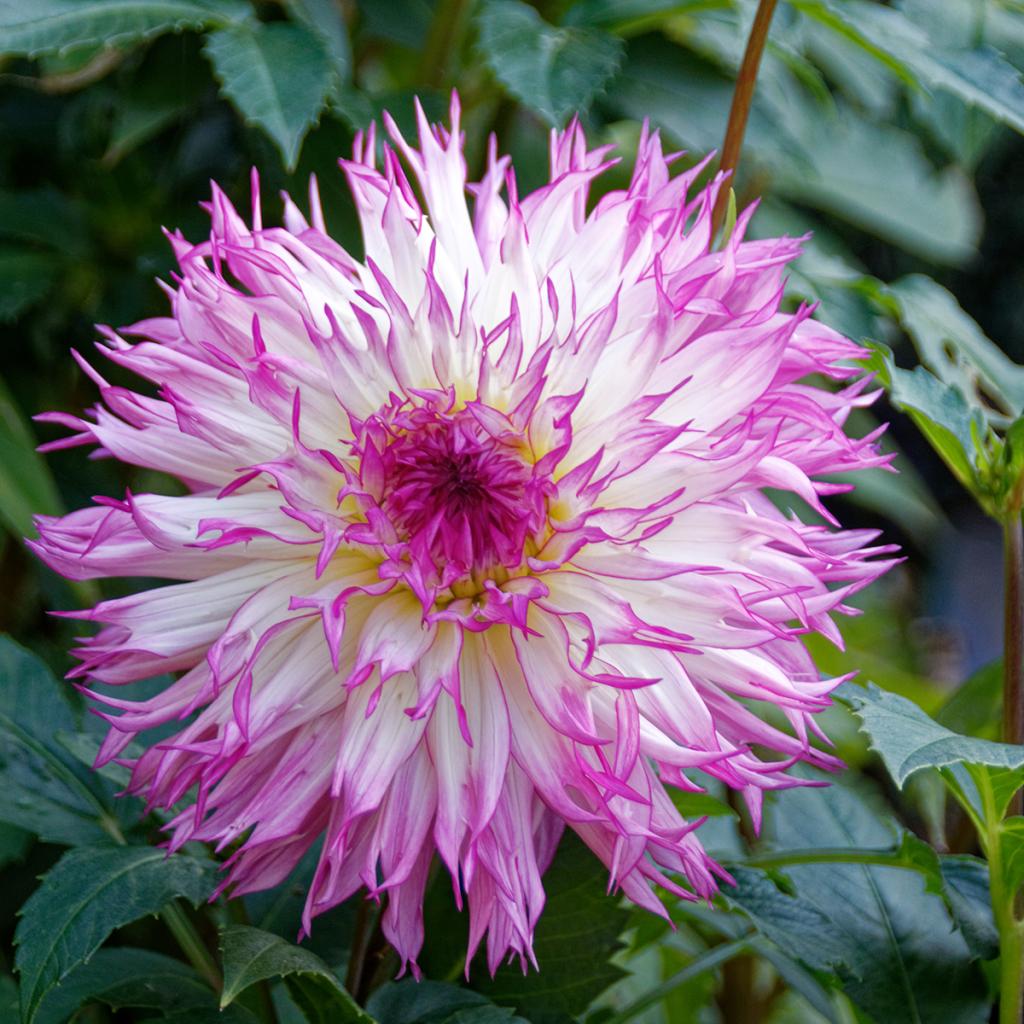 Dahlia Nadia Ruth - Dahlia cactus dentelés aux grandes fleurs rose pastel.
