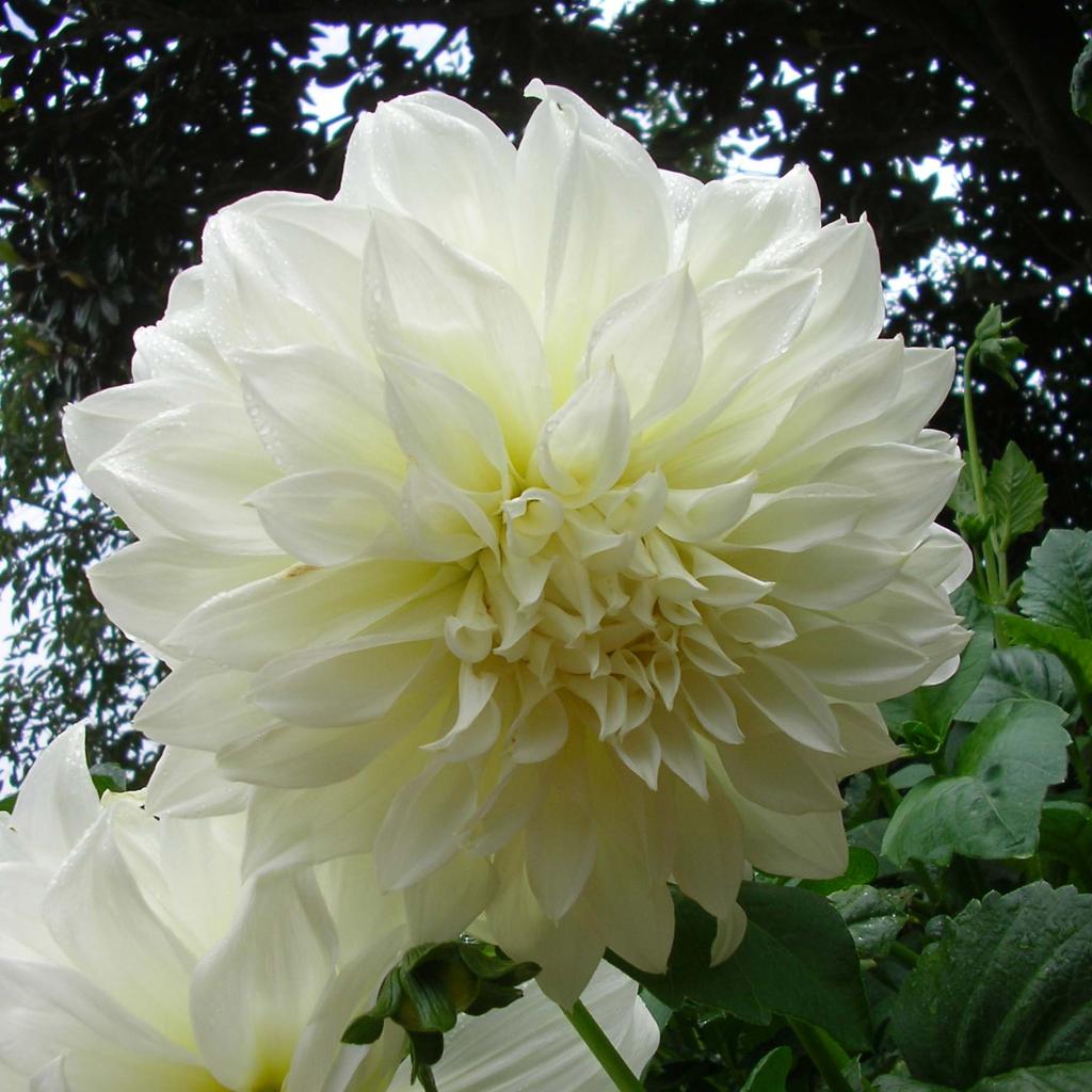 Dahlia Fleurel - Dahlia Géant, aux fleurs énormes, blanches et doubles.