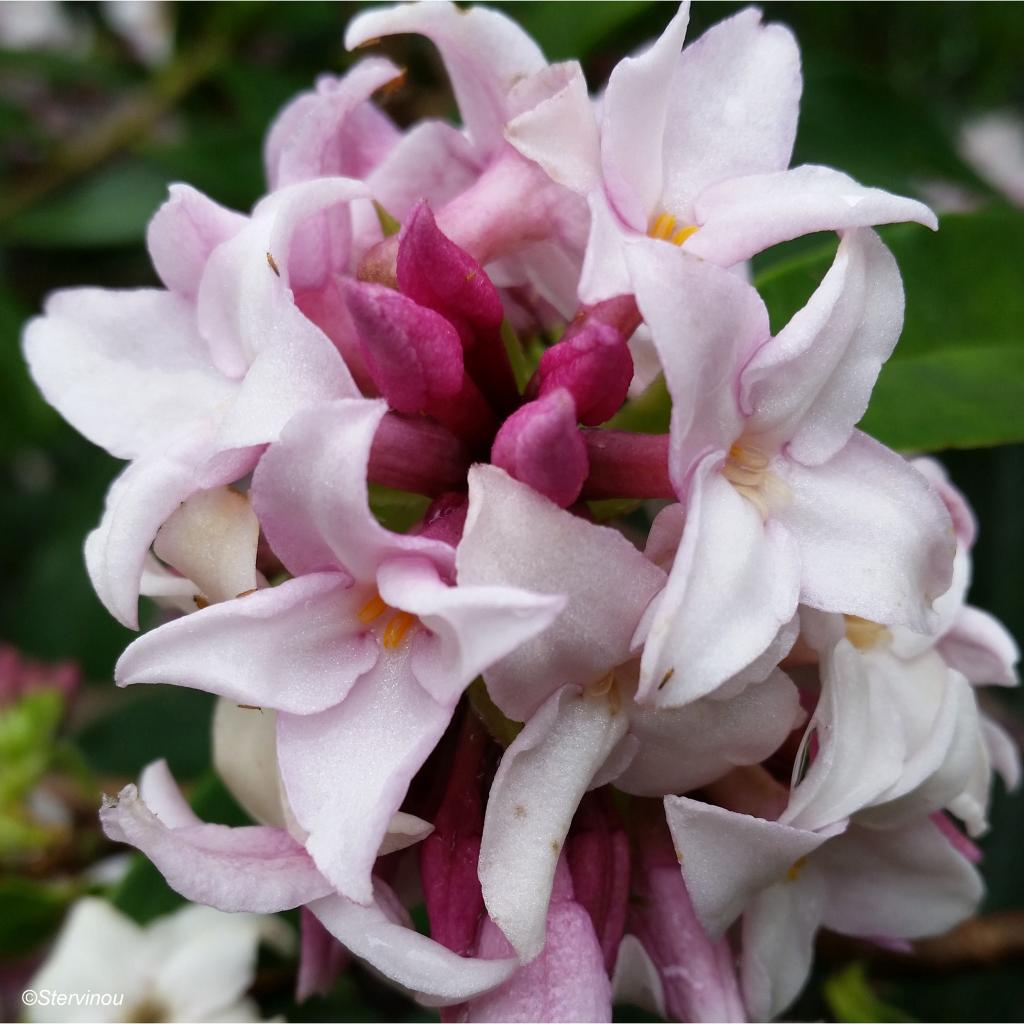 Daphne odora x bholua Perfume Princess® - Daphné parfumé floribond