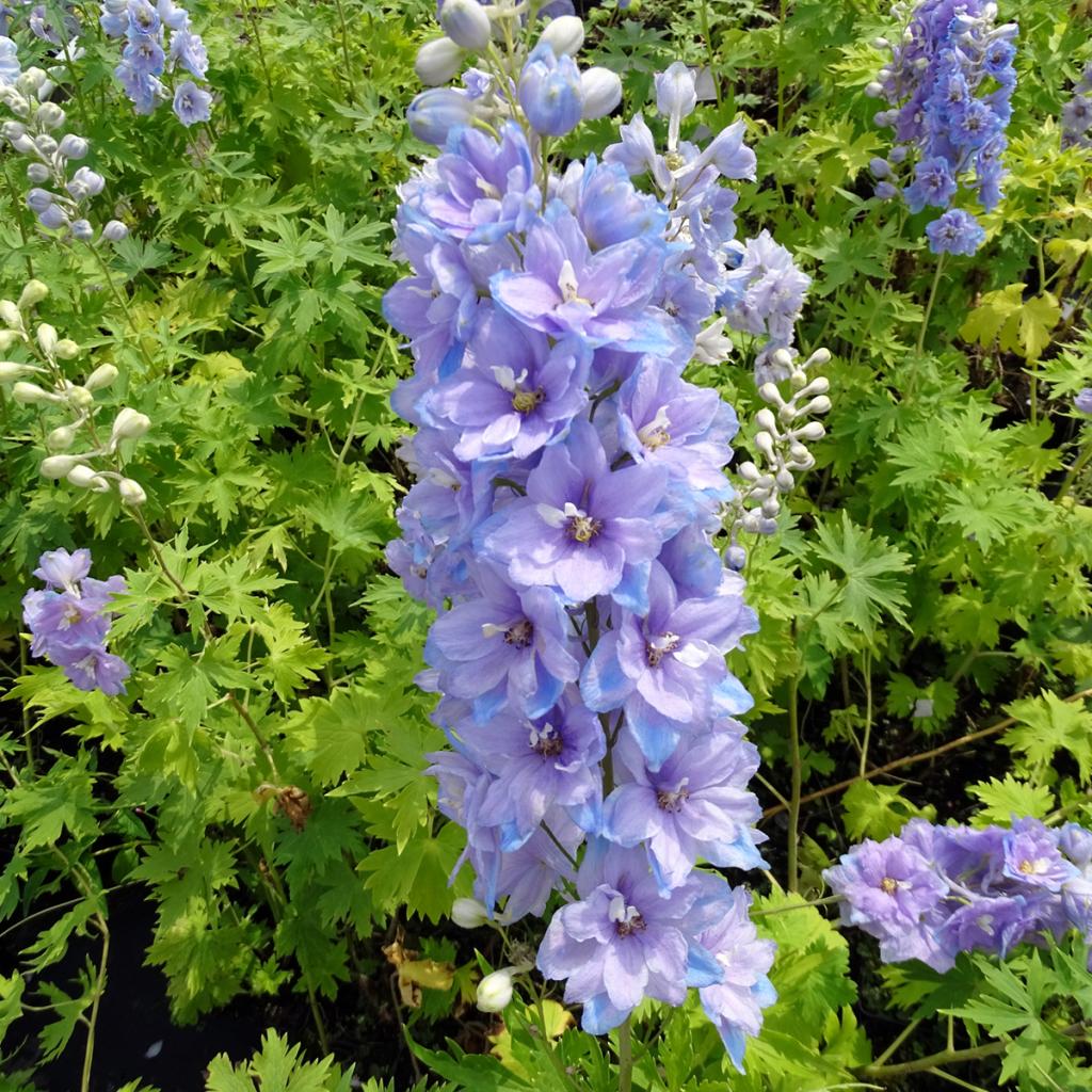 Delphinium Cameliard - Pied d'Alouette vivace - Fleurs bleu ciel à ...