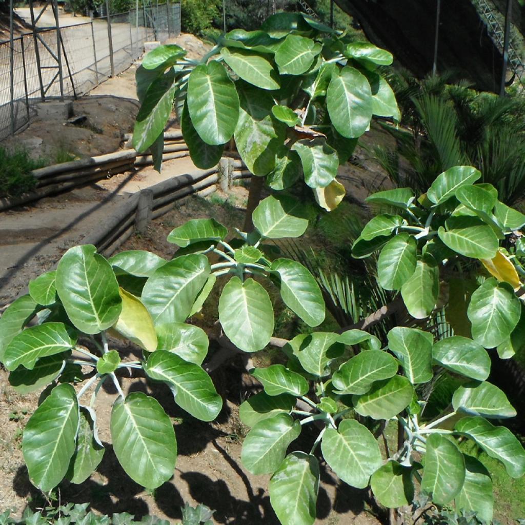 Dendroseris litoralis ou littoralis - Arbre chou - Vivace arbustive aux ...