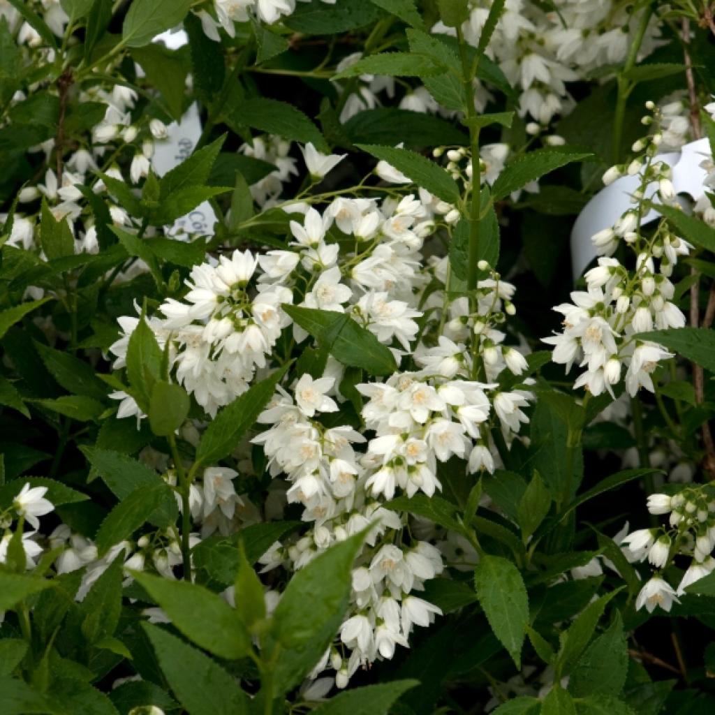 Deutzia gracilis - Arbuste compact à floraison printanière blanche pure