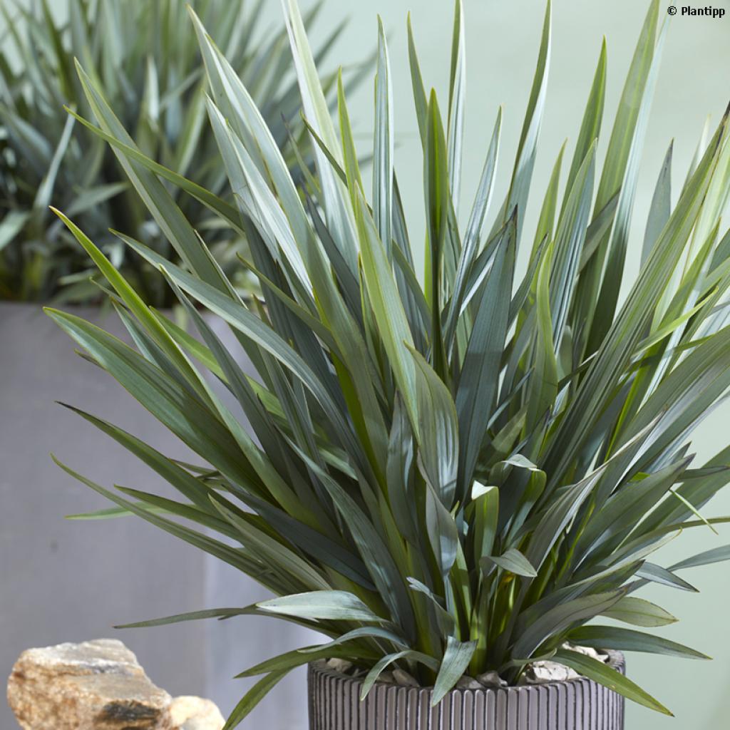 Dianella revoluta Blue Stream - Une vivace australe en touffe dressée bleutée