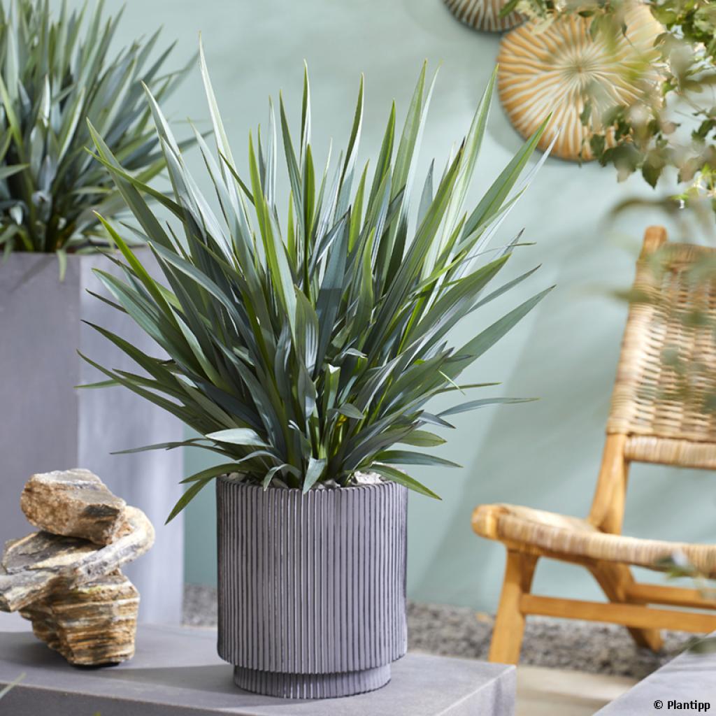 Dianella revoluta Blue Stream - Une vivace australe en touffe dressée ...