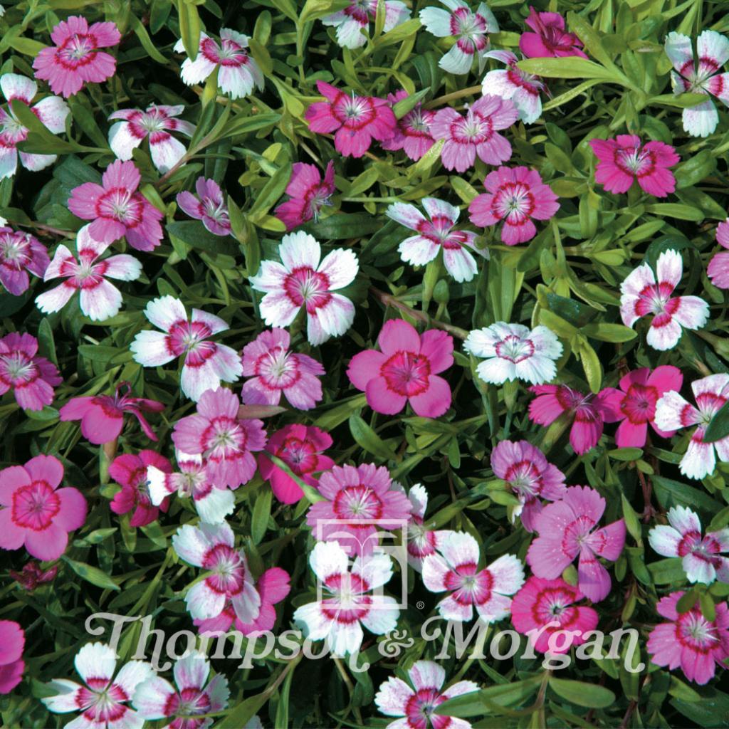 Oeillet deltoïde Micro Chips - Dianthus deltoides - un oeillet nain aux ...
