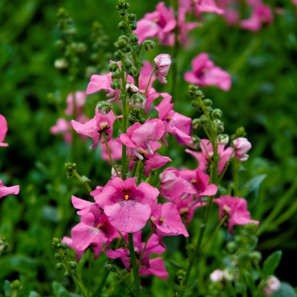 Diascia barberae Ruby Field – Une multitude de fleurs rose saumoné