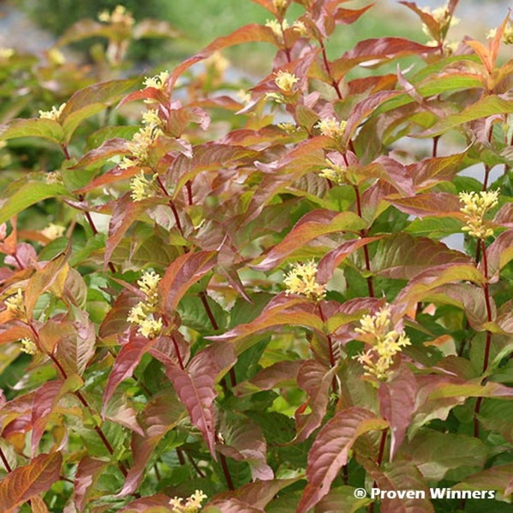 Diervilla Kodiak Red - Diervillé à feuillage rouge au printemps et à l ...