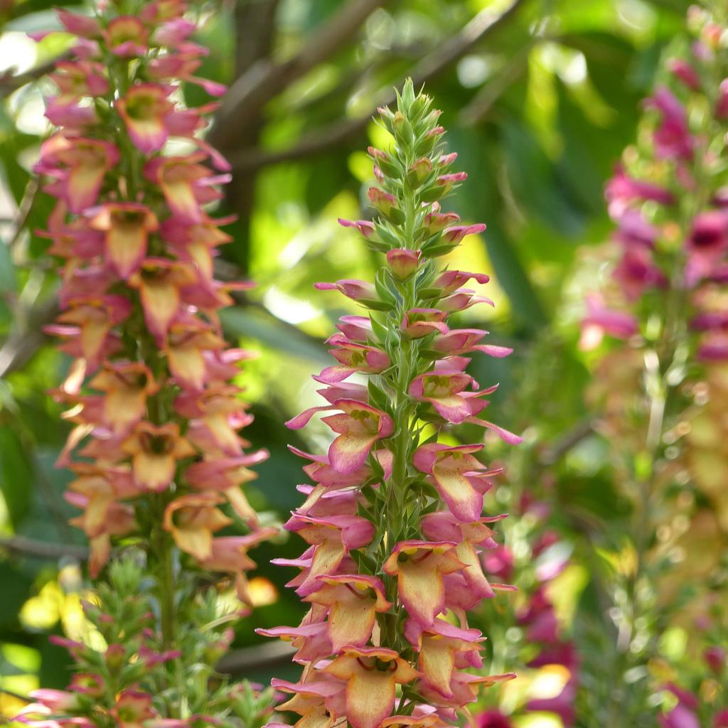 Digiplexis Illumination Flame - Une belle nouveauté au charme exotique